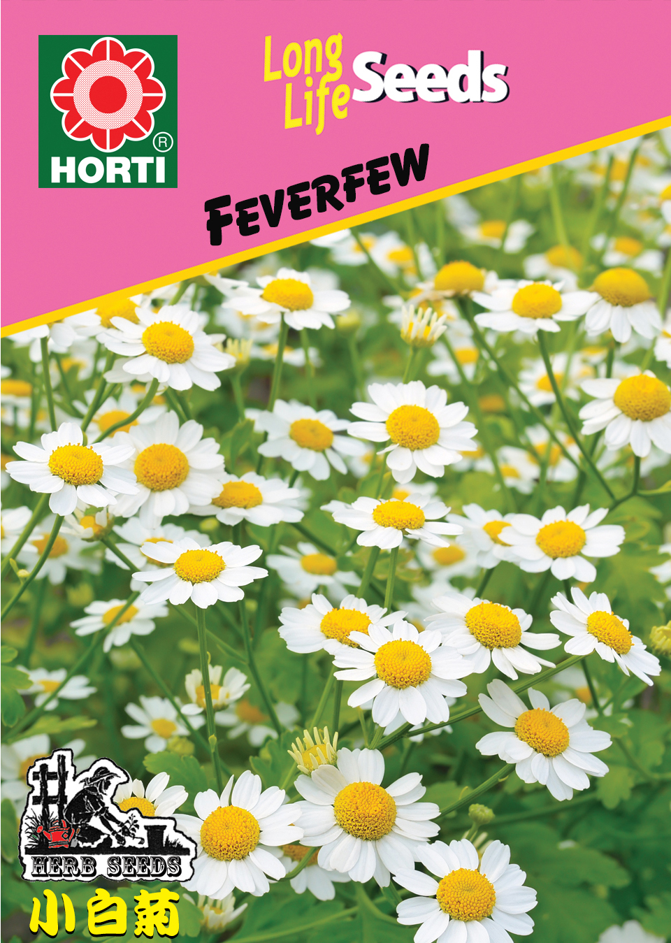 Feverfew | Horti Flora - Singapore Seeds Supplier
