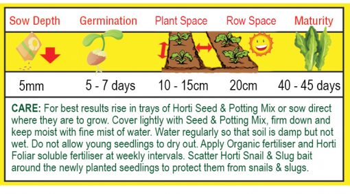 Sword Lettuce (Pointed Leaf Lettuce) | Horti Flora - Singapore Seeds ...